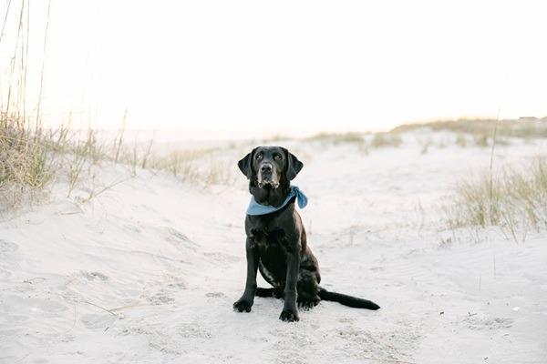 The Best Pet Friendly Vacation Rentals | Folly's Best Rentals